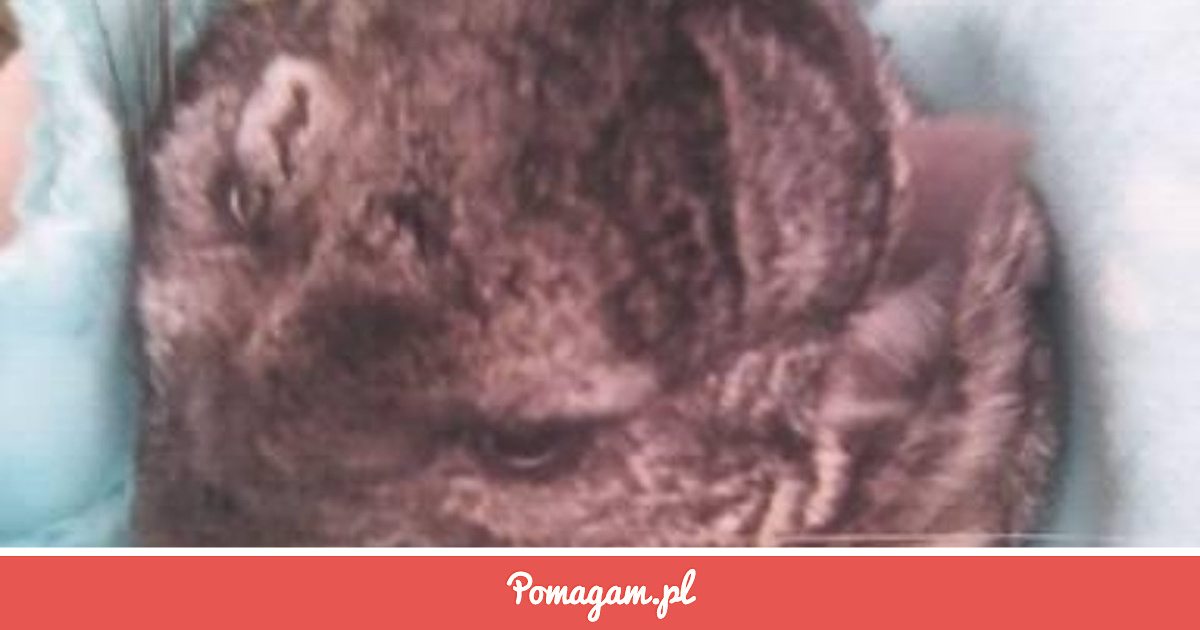 Zrzutka na Leczenie Daisy i Ronina - Anna Wabik | Pomagam.pl