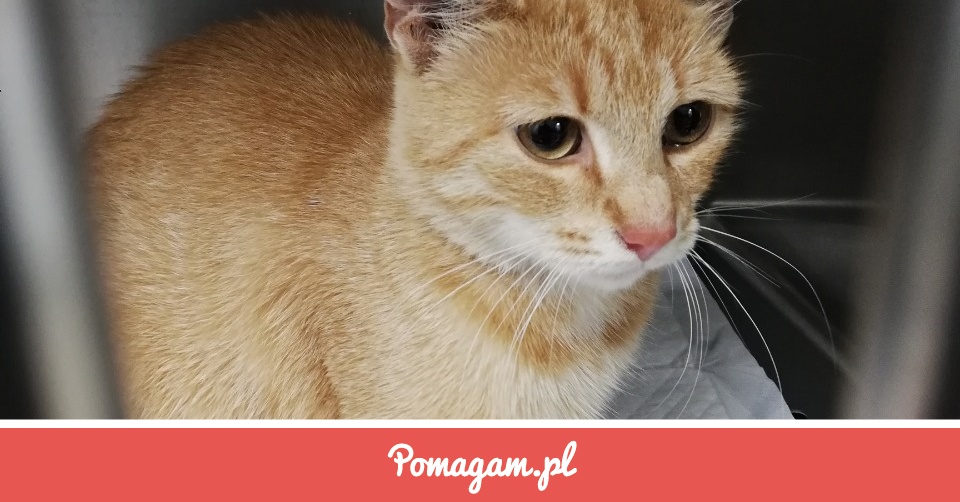 Zrzutka na Patrzyła jak jej kocięta giną - Jacek Barczak | Pomagam.pl