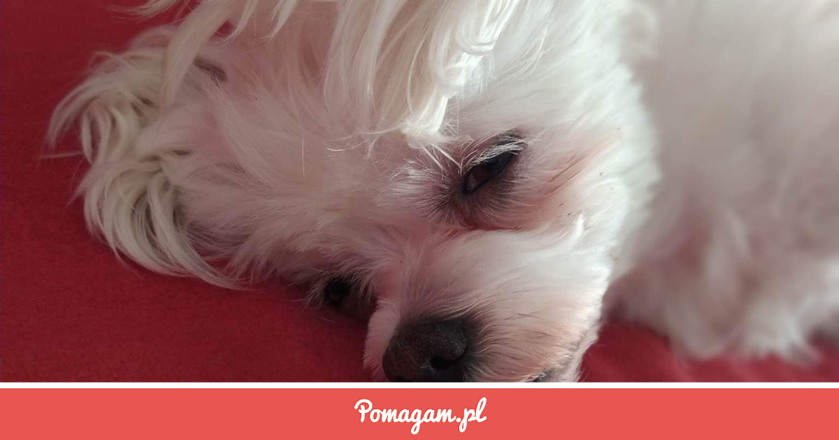 Zrzutka na Na Nowe Życie Nelki - Grażyna Jar | Pomagam.pl