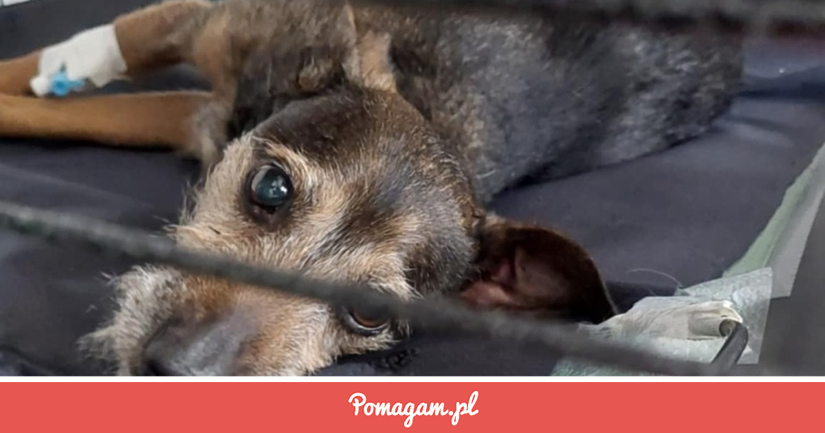 Zrzutka na Uratujmy Razem Kreskę - OTOZ Animals - Inspektorat w Tarnowie | Pomagam.pl