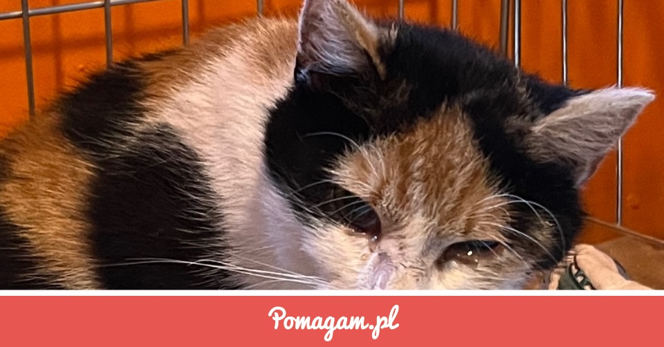 Zrzutka na Bardzo Chora Kotka Tricolor - FUNDACJA KOTOMANIACY | Pomagam.pl