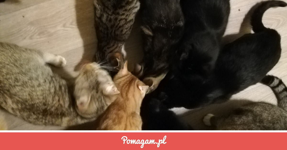 Zrzutka na Kiermasz na Kocie Łakocie 10 - Jacek Barczak | Pomagam.pl