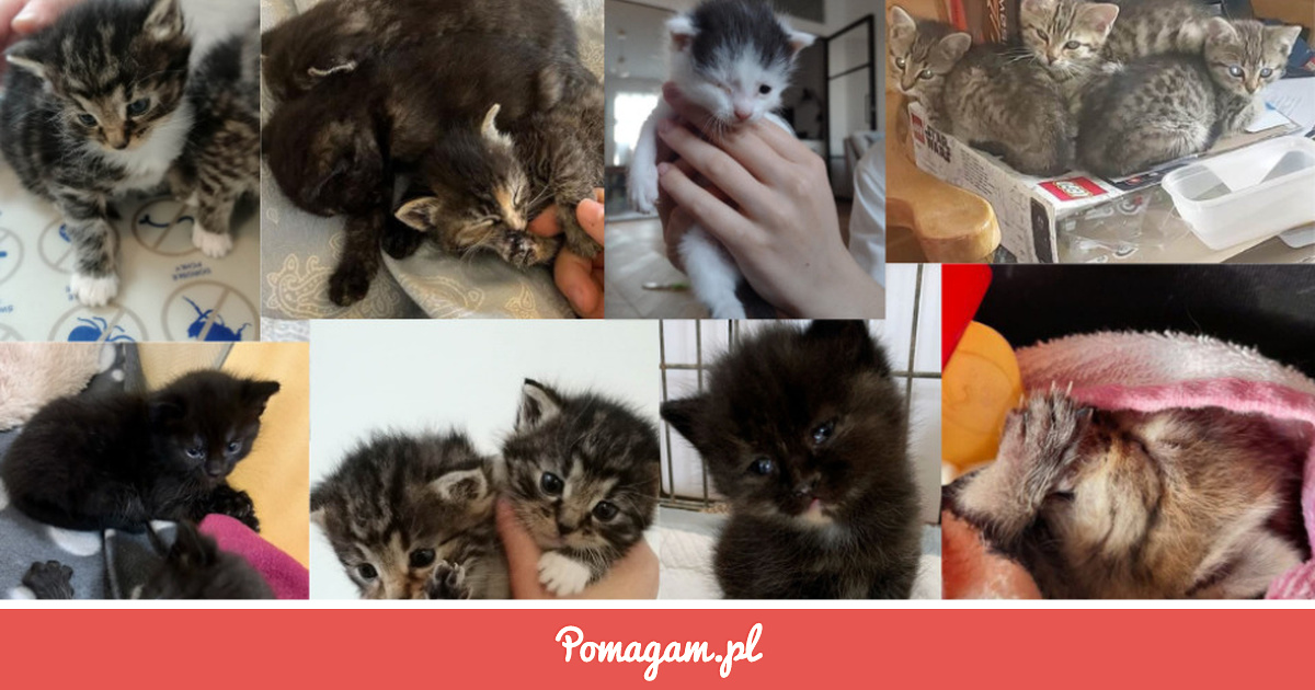Zrzutka na Ratujemy Kocie Maluszki - Fundacja EBRA Koci Zakątek | Pomagam.pl