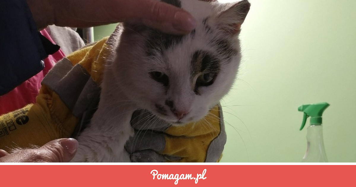 Zrzutka na Balbinka Bardzo Prosi o Pomoc - Iwona Kulisz | Pomagam.pl