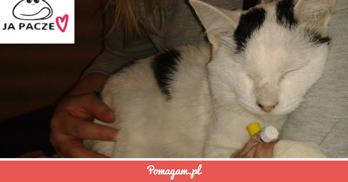 Zrzutka na Misia Zbiera na Transfuzję! - Ja Pacze Sercem | Pomagam.pl