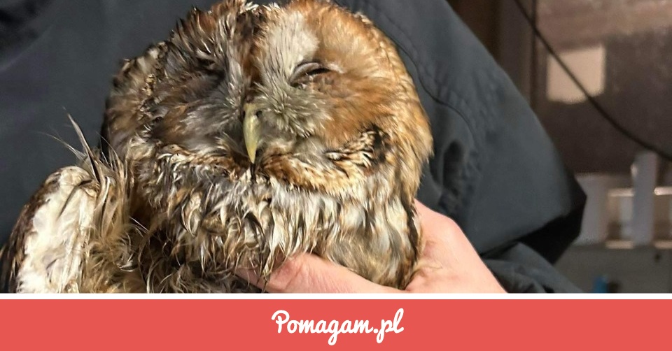 Zrzutka na Sowa w Korabkach - Schronisko w Korabiewicach - Oficjalna Strona | Pomagam.pl