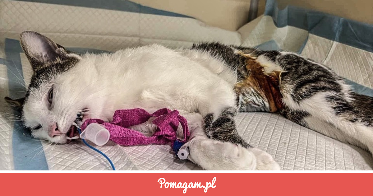 Zrzutka na Uratujmy Małego Yodę - INTERWENCYJNE CENTRUM POMOCY KOTOM | Pomagam.pl