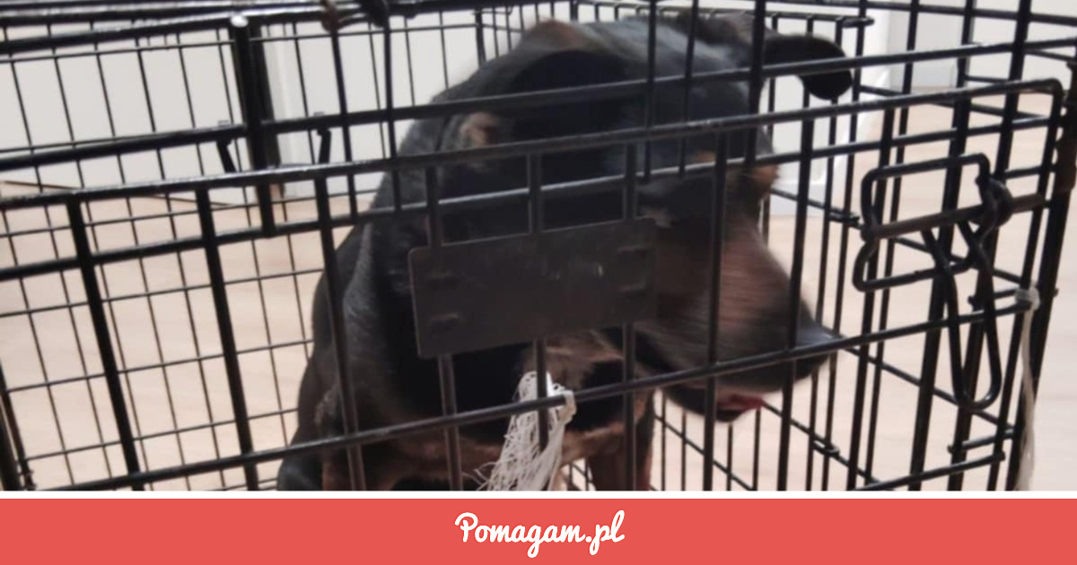 Zrzutka na Zbieram na Transport i Hotel - Klaudia Wolak | Pomagam.pl