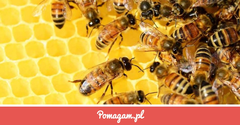 Zrzutka na Ratujmy PSZCZOŁY! - Jarosław Lamik | Pomagam.pl