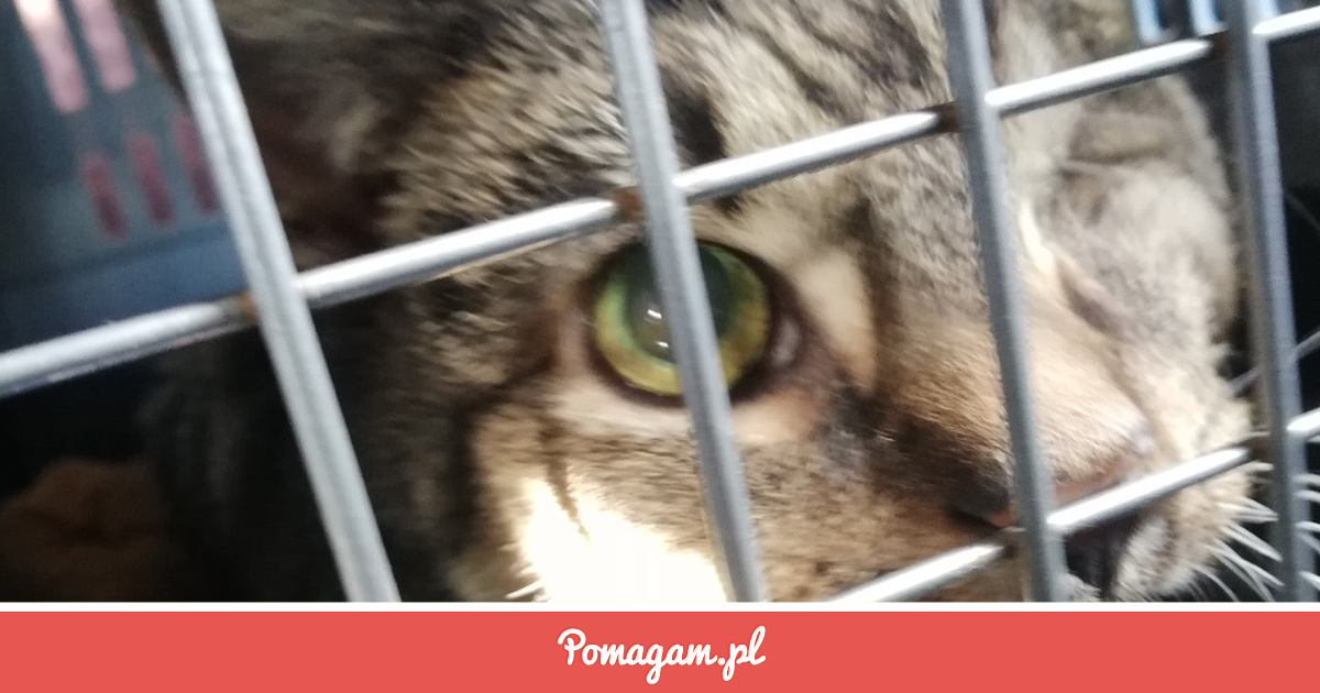 Zrzutka na Badanie Kardiologiczne Boryska - Jacek Barczak | Pomagam.pl