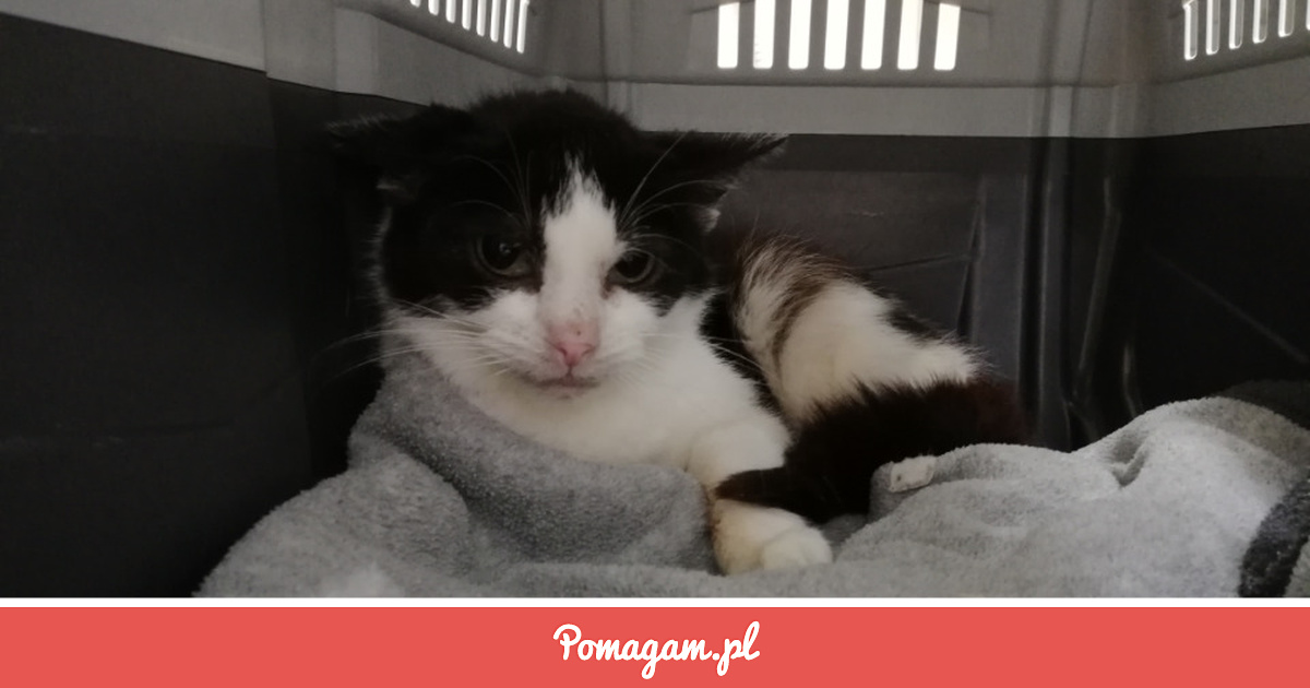 Zrzutka na Bezzębna, Chora Pchełka - Jacek Barczak | Pomagam.pl