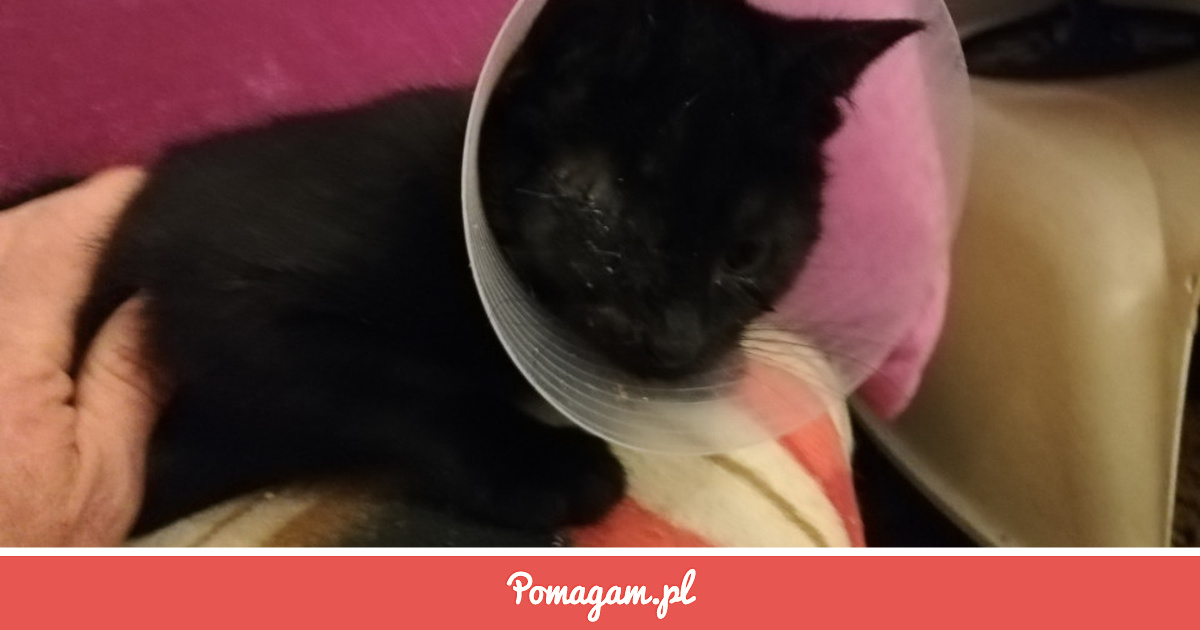 Zrzutka na Wizyta Małej Mi i Avengera - Jacek Barczak | Pomagam.pl