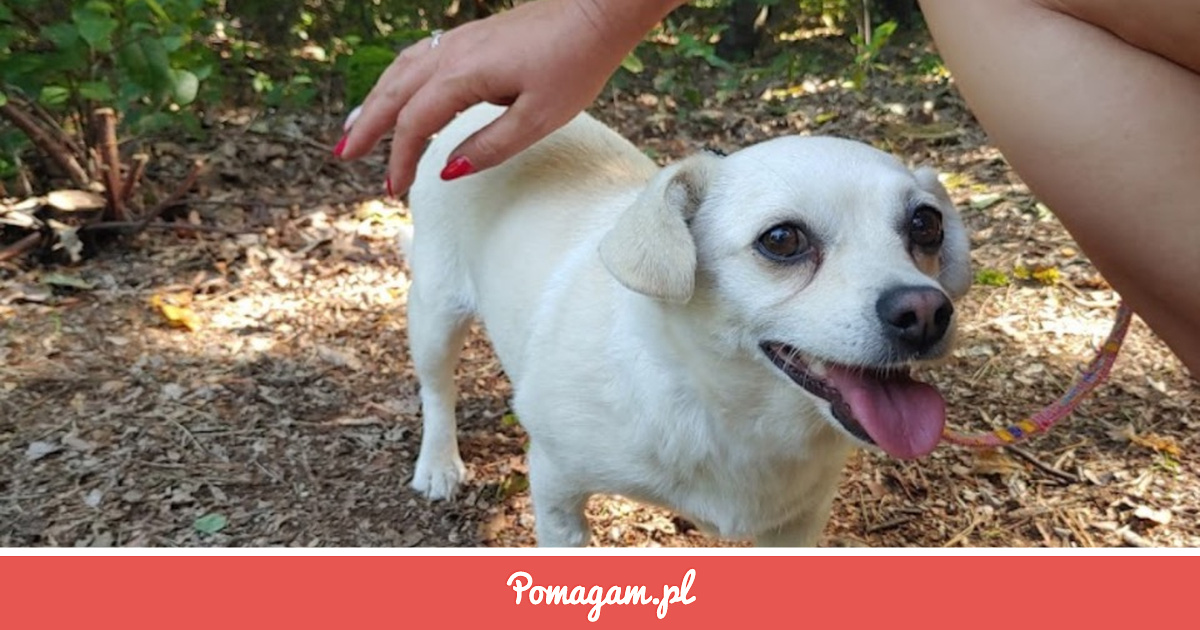 Zrzutka na Jedzonko dla Psiaków - Ernest Mazur | Pomagam.pl