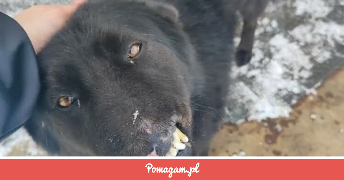 Zrzutka na Pies bez Nosa Prosi o Pomoc - Ася Акула | Pomagam.pl