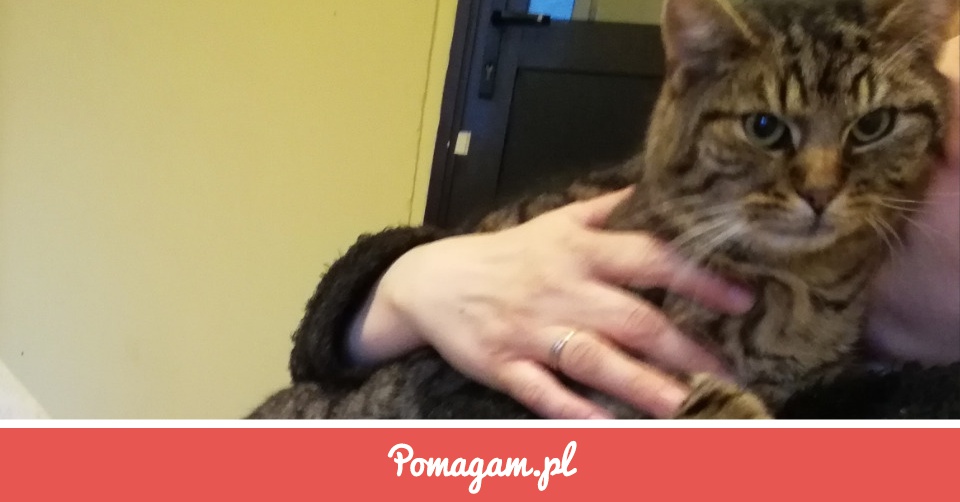 Zrzutka na Badania Krwi Chmurcia - Jacek Barczak | Pomagam.pl