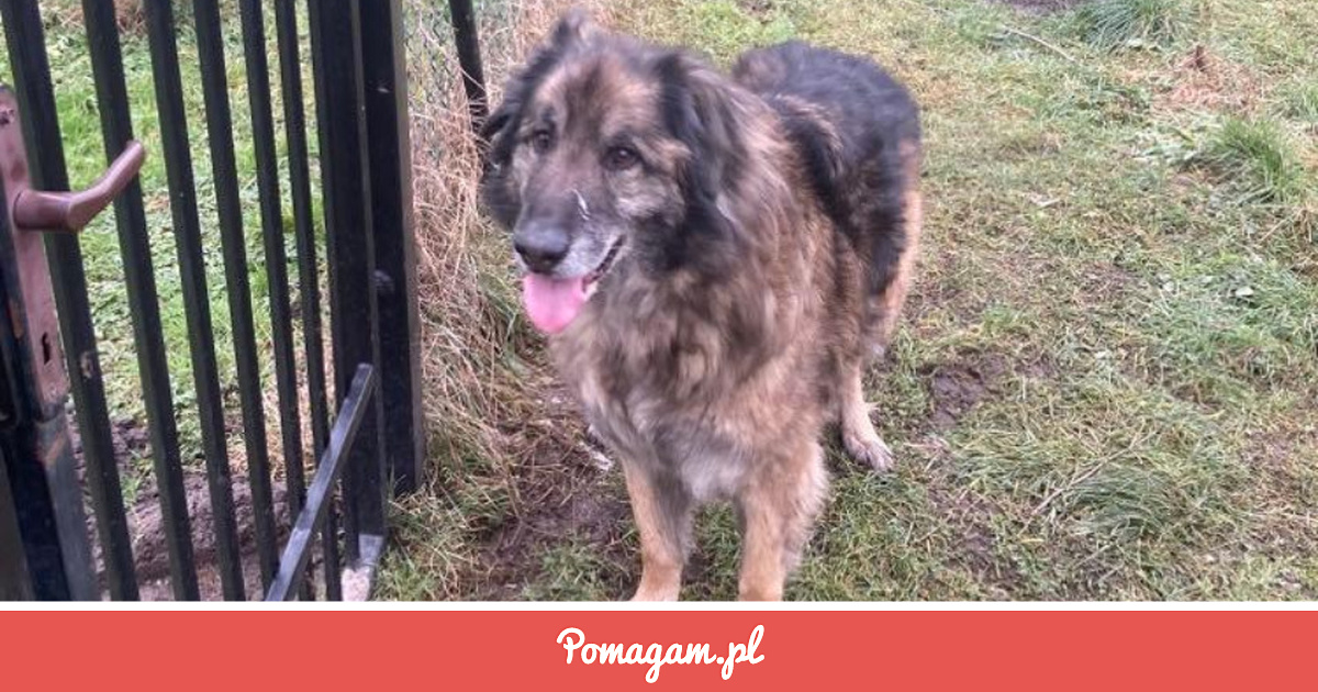 Zrzutka na Leon, Czyli Wszystko Naj... - Jacek Barczak | Pomagam.pl