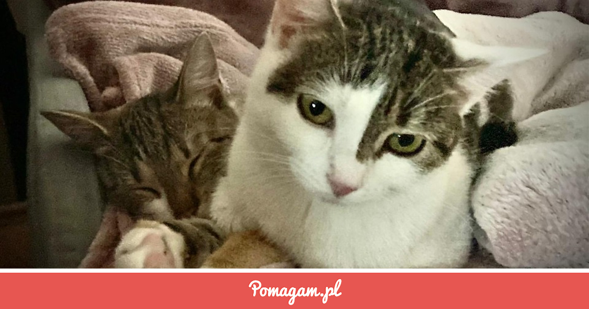 Zrzutka na Pomoc dla Karmeli i Perły- FIP - Marta Marzec-Dec | Pomagam.pl