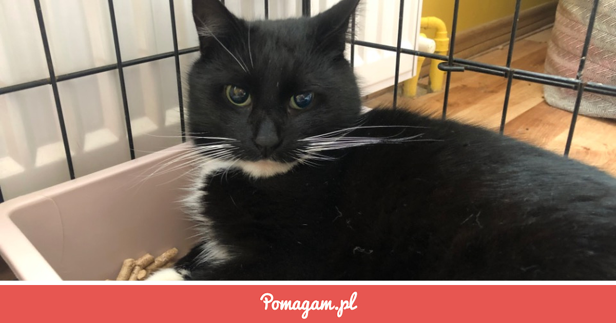 Zrzutka na Uratujmy Połamaną Łapkę Filemona - Sylwia Nozderko | Pomagam.pl