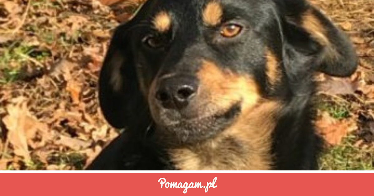 Zrzutka na Dla Bony - Sebastian Witkowski | Pomagam.pl