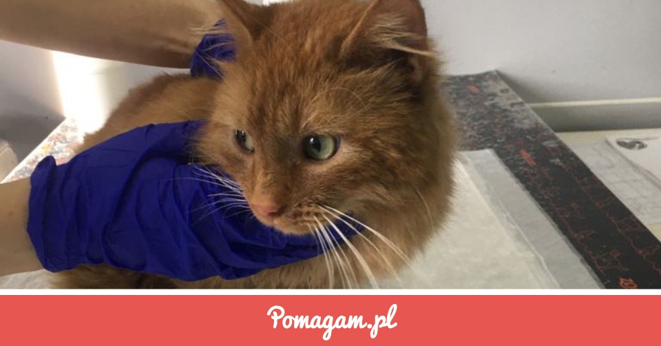 Zrzutka na Agat - Fundacja Przytul Kota | Pomagam.pl