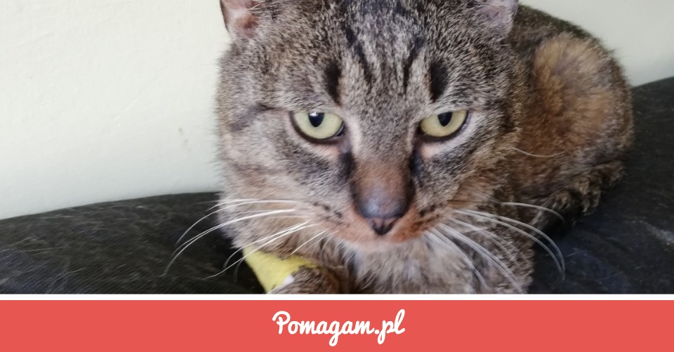 Zrzutka na Dla Teosia by mógł jeszcze żyć - Jacek Barczak | Pomagam.pl