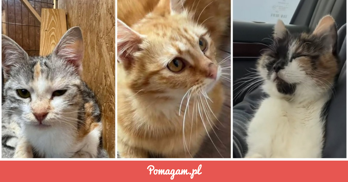 Zrzutka na Koty Kontra Śmierć - Gerard Wolski | Pomagam.pl