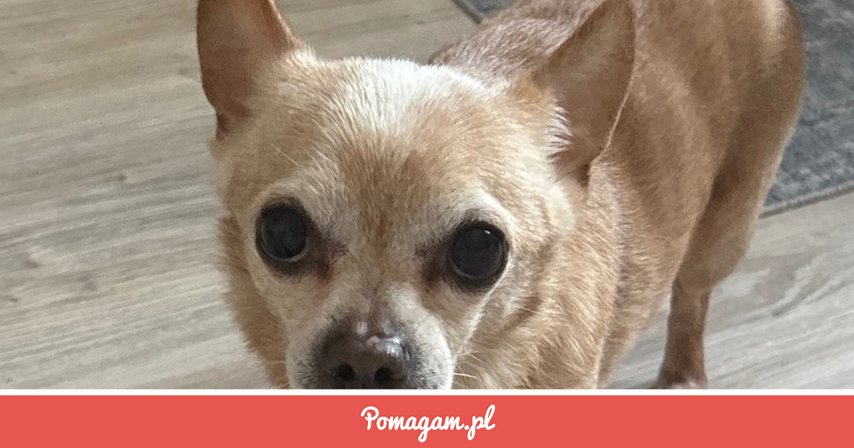 Zrzutka na Leczenie Dragona - Karolina Sobczak | Pomagam.pl