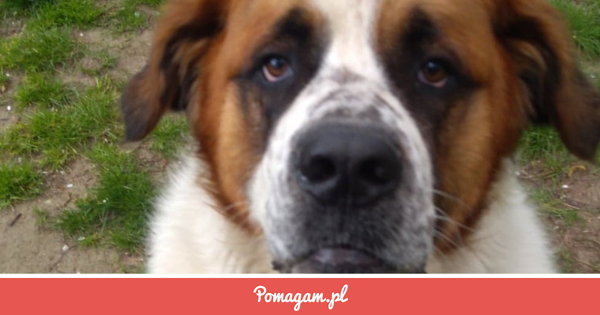 Zrzutka na Fundacja BERNARDYN - Ewa Jarosławska | Pomagam.pl