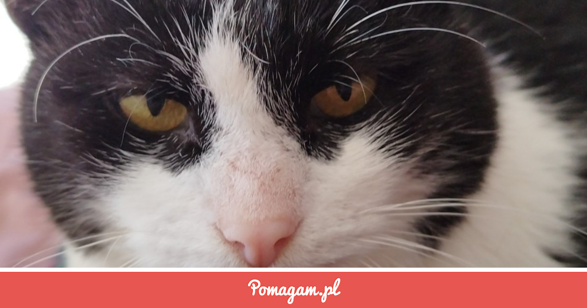 Zrzutka na Dzikun- Druga Walka o Zdrowie - Elżbieta Kloc | Pomagam.pl