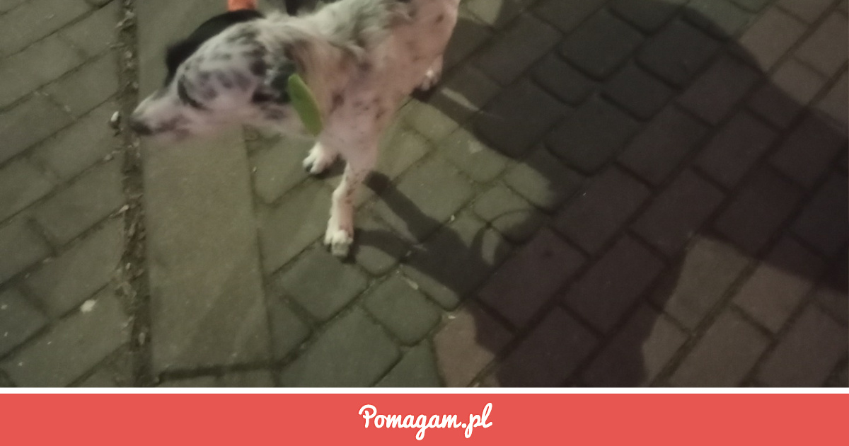 Zrzutka na Operacja Pieska na Oczy w - Małgorzata Napora | Pomagam.pl