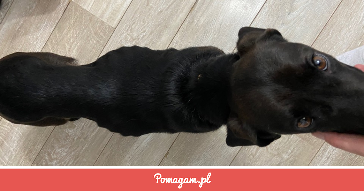 Zrzutka na Zagłodzona Mała Sunia - OTOZ Animals Oddział Słupsk | Pomagam.pl