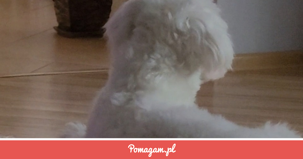 Zrzutka na Zbieramy na Uratowanie Pieska - Adrian Malikowski | Pomagam.pl