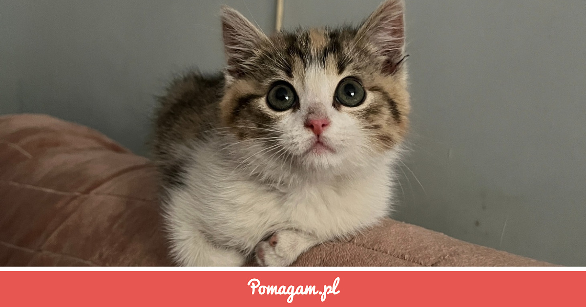 Zrzutka na Gaja u Progu Nowego Życia - FUNDACJA KOTY na ZAKRĘCIE | Pomagam.pl