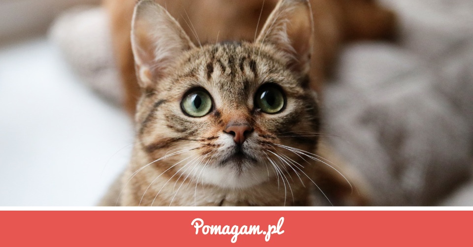 Zrzutka na Koty z Grochowa - Karma i Żwir - KOTY z Grochowa | Pomagam.pl