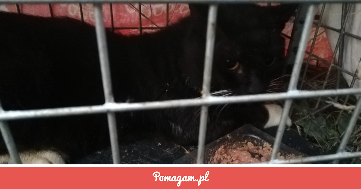 Zrzutka na Karif, Kocur na Zabieg Kastracji - Jacek Barczak | Pomagam.pl