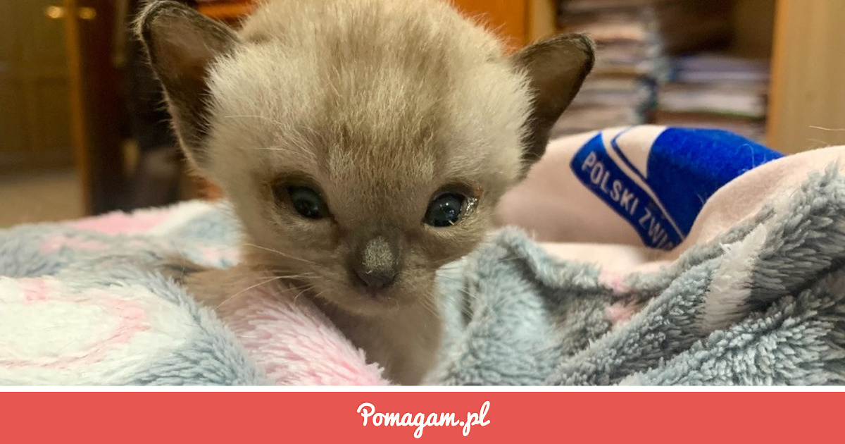 Zrzutka na Operacja Kociaka z Wodogłowiem - Agnieszka Pleśniak | Pomagam.pl