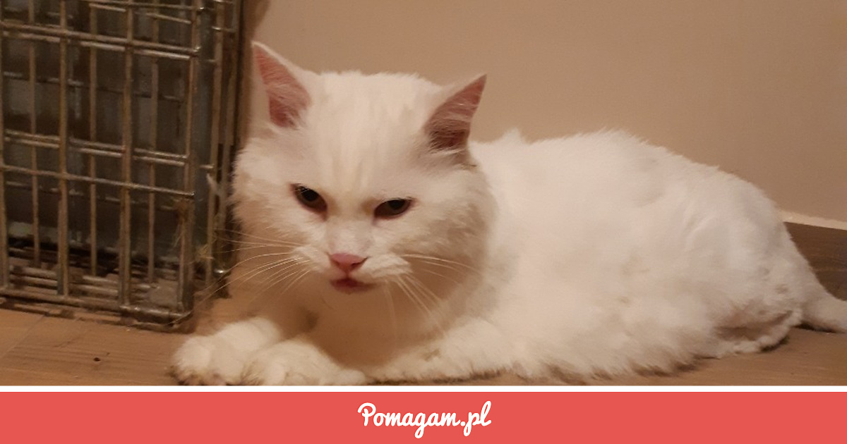 Zrzutka na Śnieżek z Ulicy. - Tomasz Flis | Pomagam.pl