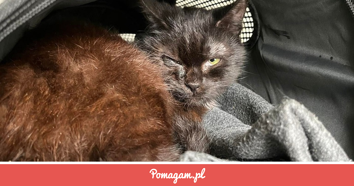 Zrzutka na Bezdomny Kot z Uszkodzonym Okiem - Patrycja Sadowska ...