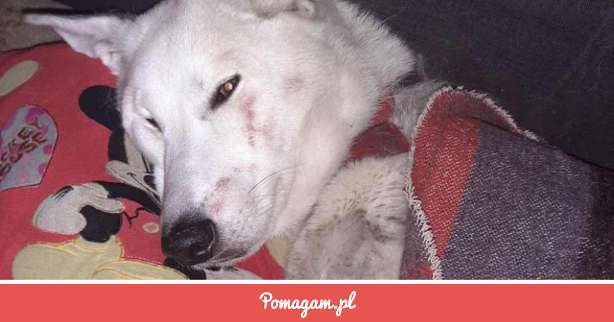 Zrzutka na Zbieramy na Operacje, Pomóż - Wiktoria Tomczyk | Pomagam.pl