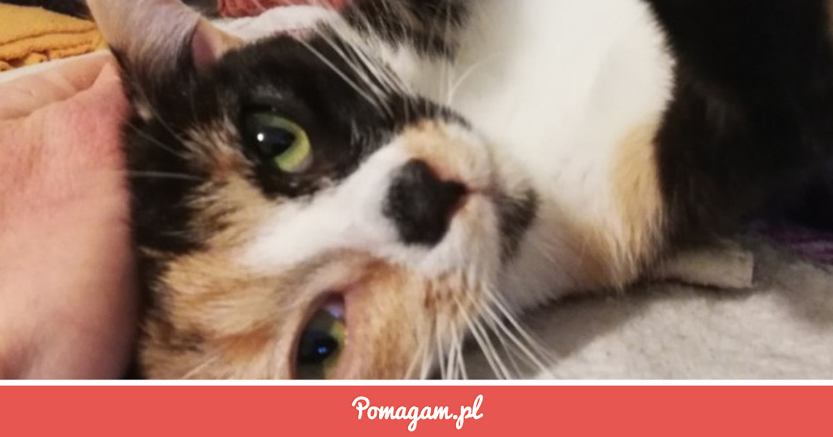 Zrzutka na Zbiórka Cegiełka by Przetrwać 7 - Jacek Barczak | Pomagam.pl