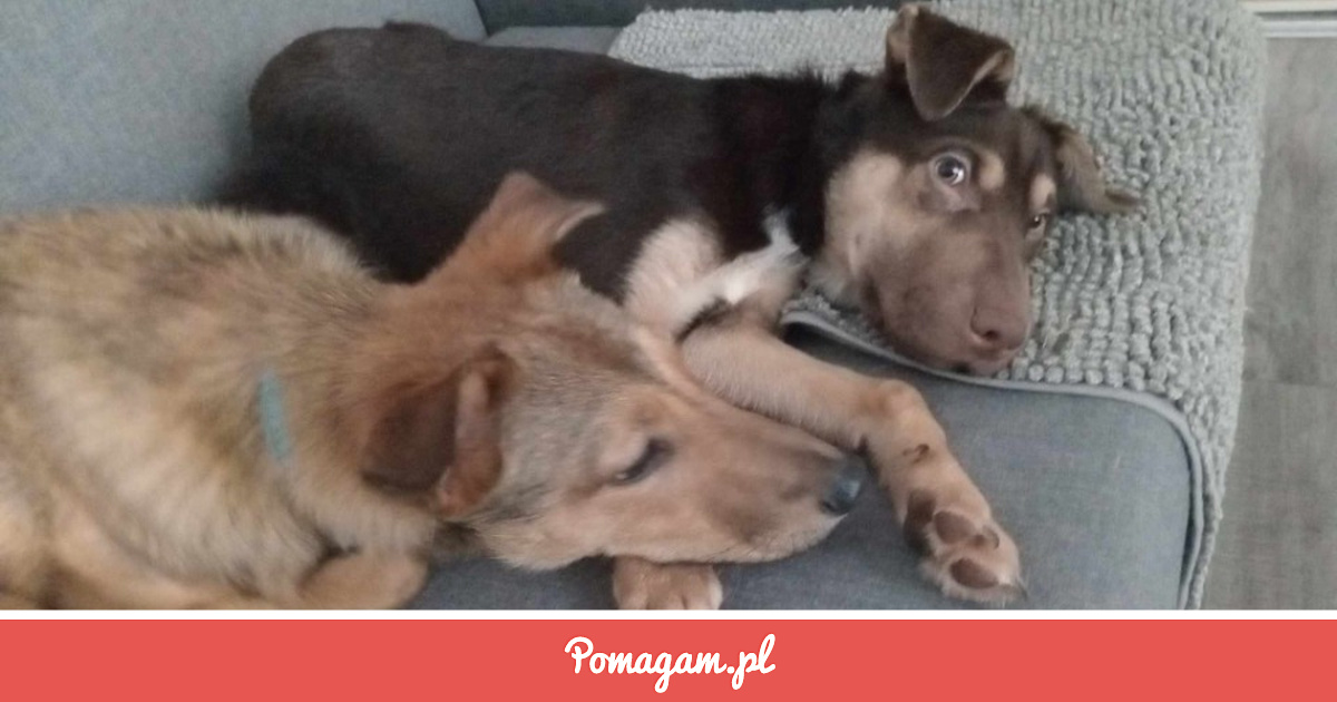 Zrzutka na Rudy i Archie - Mariola Szymańska | Pomagam.pl