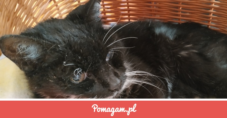 Zrzutka na Pilna Operacja Kota Lusi - Alicja Wasila | Pomagam.pl