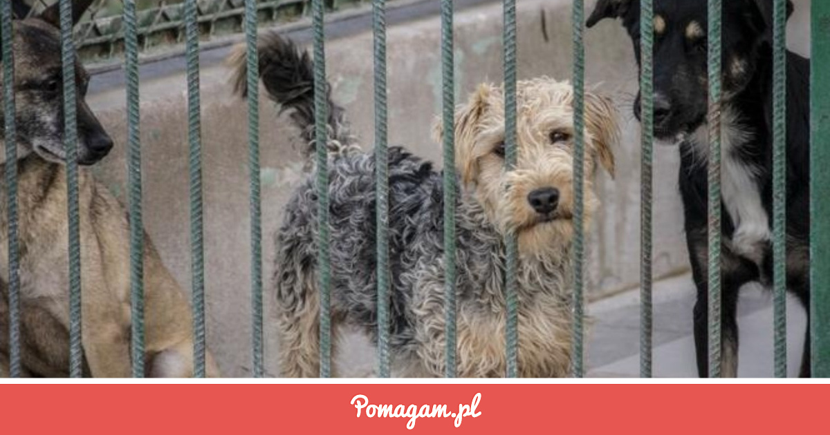 Zrzutka na Zbiórka na Schronisko - Anna Książczyk | Pomagam.pl