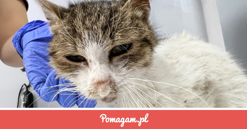 Zrzutka na Czuszka - Fundacja Przytul Kota | Pomagam.pl