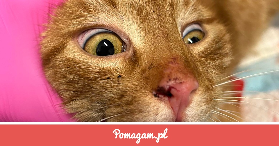 Zrzutka na Pobity rudy nosek - FUNDACJA KOTKOWO | Pomagam.pl