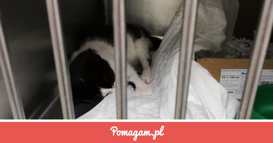 Zrzutka na Laurenta, Dalsze Leczenie - Jacek Barczak | Pomagam.pl