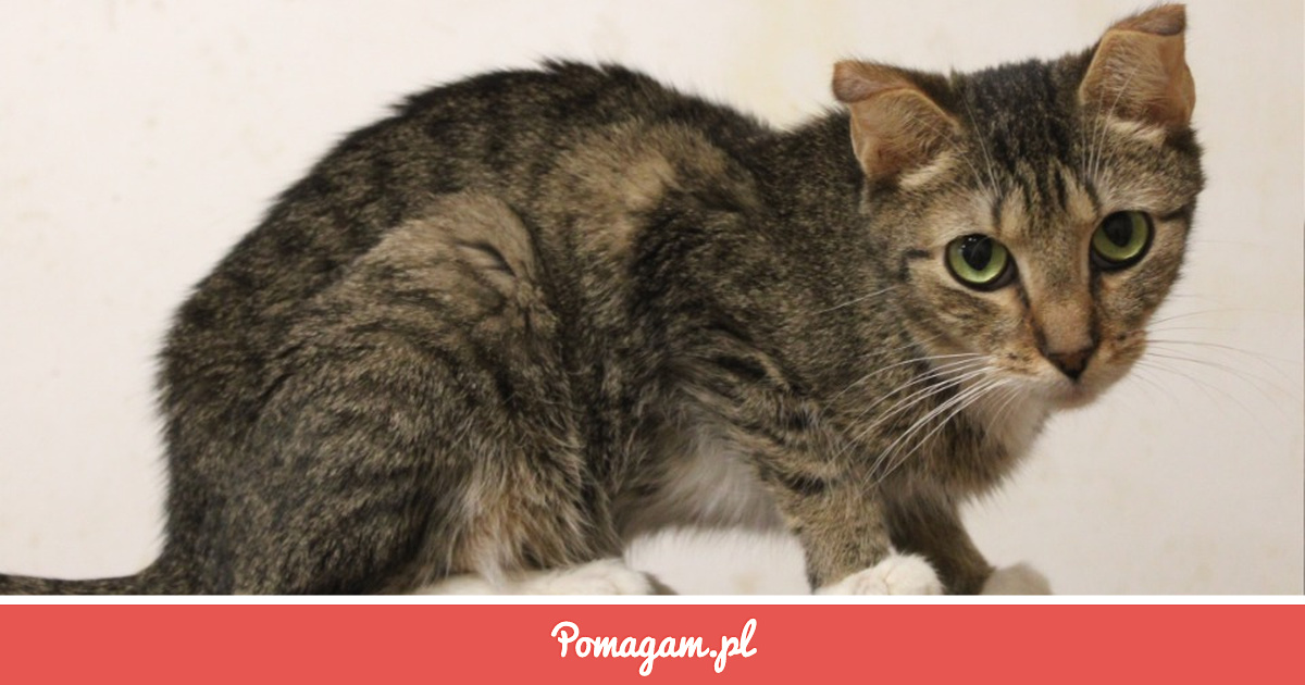 Zrzutka na Ratujemy Bezdomne i Chore Koty - FUNDACJA "KOCI AZYL" | Pomagam.pl