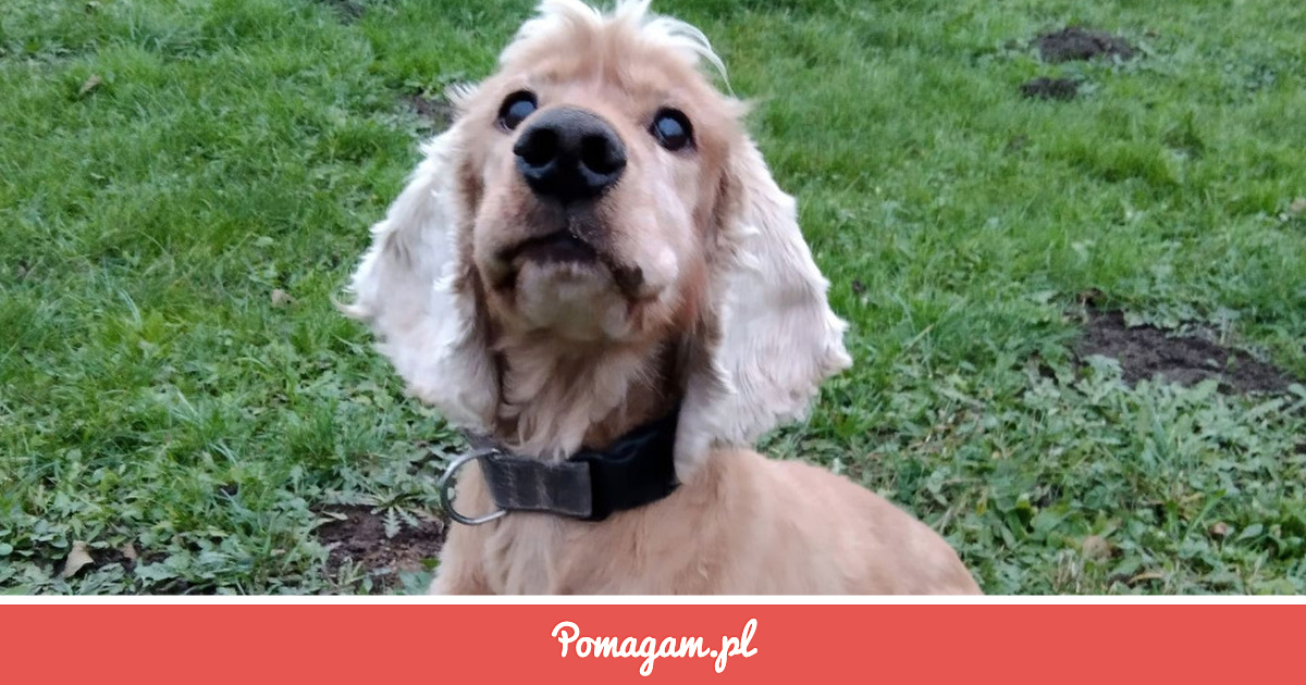 Zrzutka na Na Faktury za Hoteliki w 2022 - Jacek Barczak | Pomagam.pl