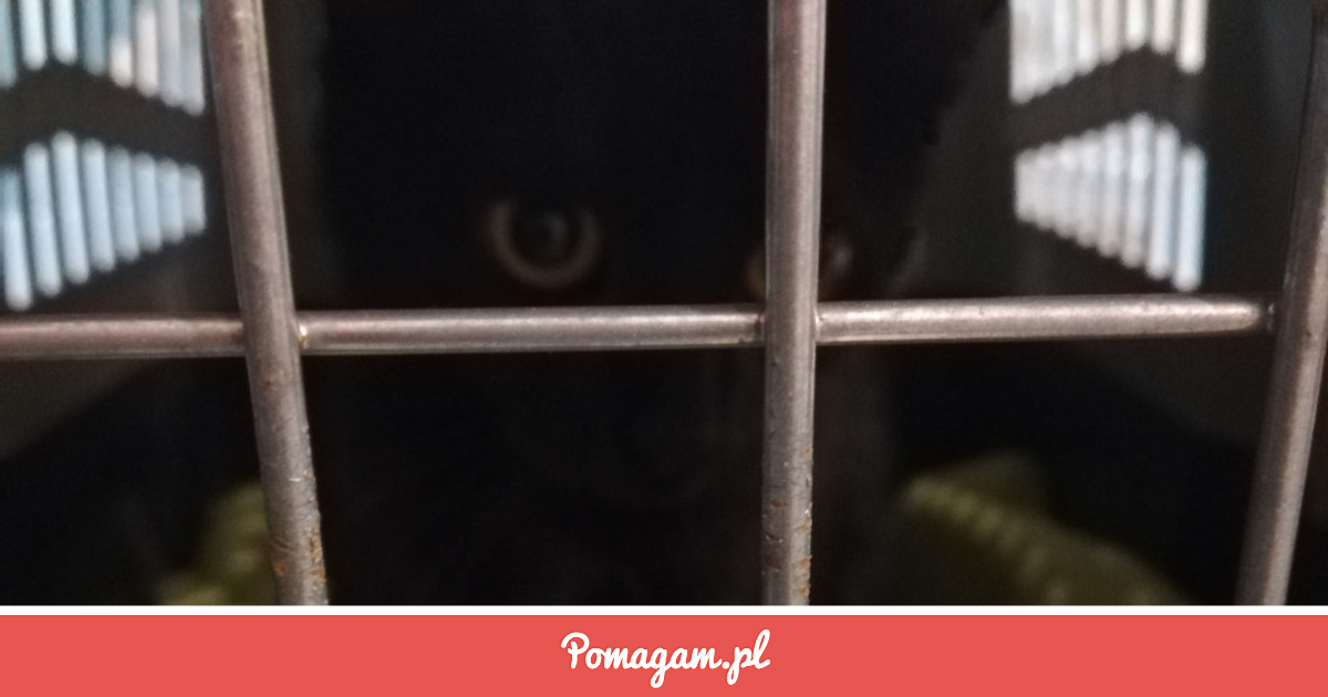 Zrzutka na Drugie Szczepienie Fiolki - Jacek Barczak | Pomagam.pl