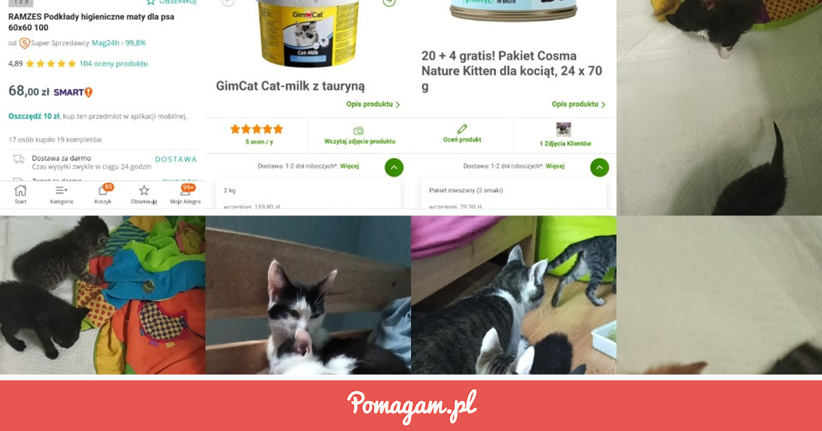 Zrzutka na Kocie Życie - Fundacja Kocięta Koty z Interwencji | Pomagam.pl